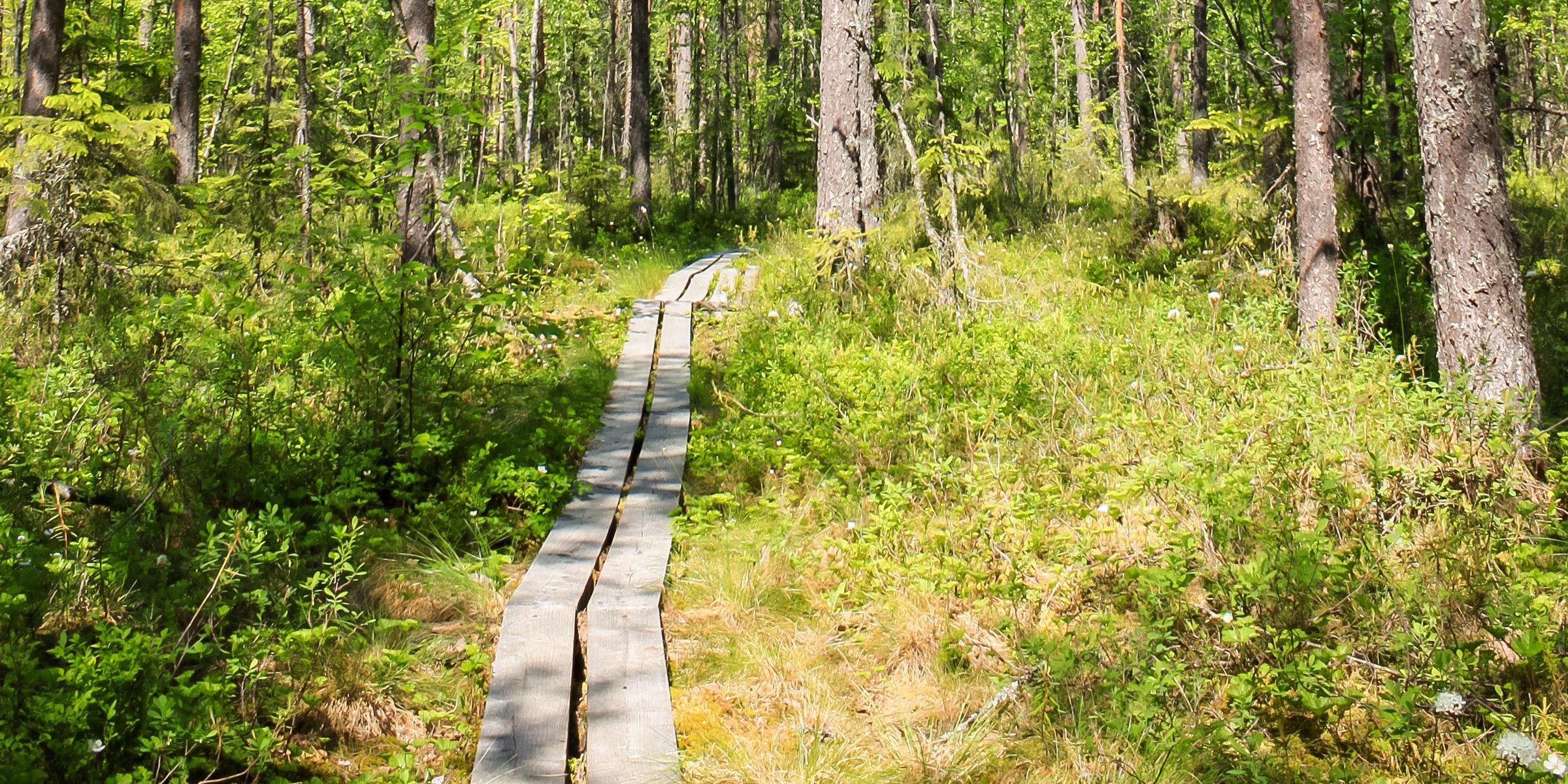 Nature trail & lean-tos - laajis